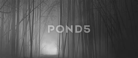Dead Forest Black And White