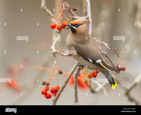 The Bohemian Waxwing Bombycilla Garrulus Is A Starling Sized Passerine Bird That The Bohemian