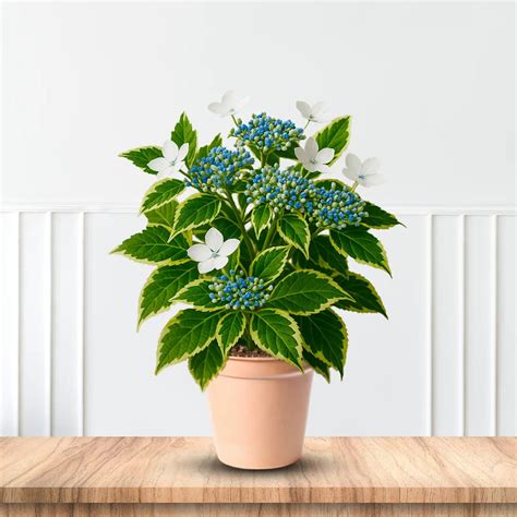 Buy Mariesii Variegated Hydrangea Gorgeous Hydrangea Flowers Pixies