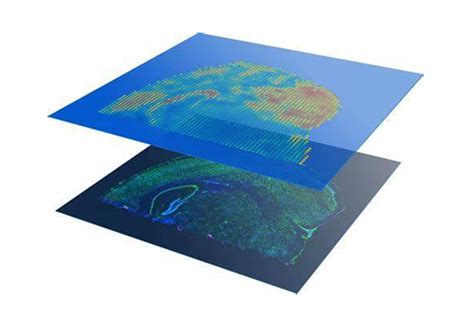 10x Genomics Chromium X Single Cell Sequencing Service Company Capitalbio