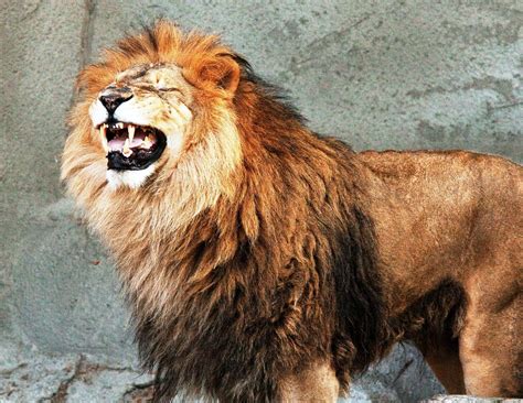 Inkspired Musings Roaring Like A Lion