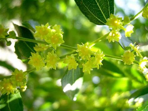 枣花素材 枣花花样 大山谷图库