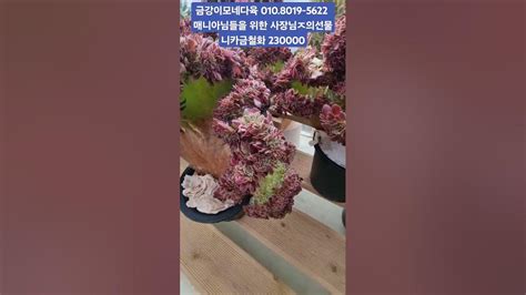 스마일다육 거둥이 금강이모네다육 니카금철화 다른어느곳보다는 저렴해요 Youtube