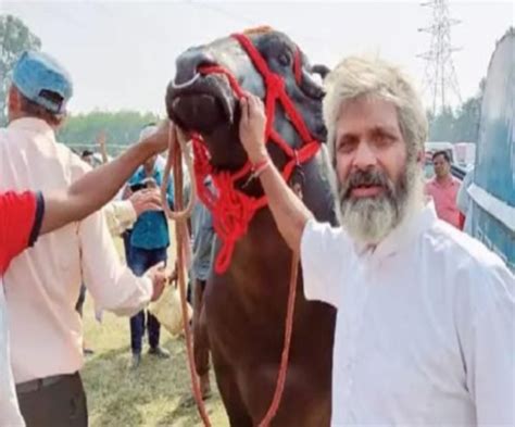 Meerut ये भैंसा दस करोड़ का क्‍यों ‘गोलू टू को देखकर केंद्रीय