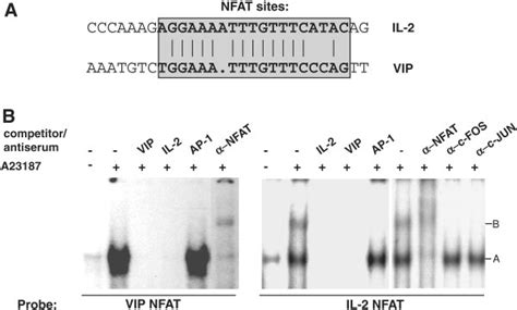 The Calcium Ionophore A23187 Induces Nfat Dna Binding In U373