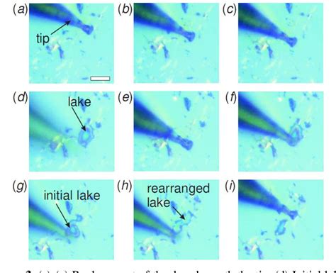 Figure 3 From Applications Of Atomic Force Microscope Manipulator Operating In Hybrid Mode