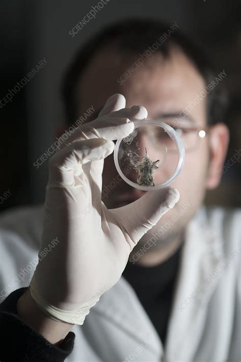 Red Palm Weevil Biological Control Research Stock Image C0389304