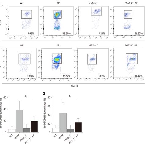 P Selectin Glycoprotein Ligand 1 Deficiency Attenuates Download Scientific Diagram