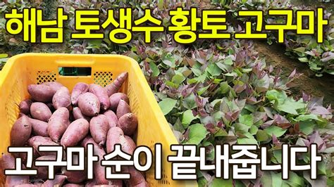 해남 토생수 황토 고구마 밭만들 때 부터 토생수 살포 후 고구마 순들이 잘 크나 다녀왔습니다 발아율 99프로 잎도 크고 넓고
