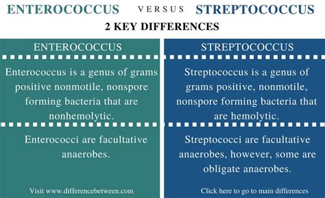 Difference Between Enterococcus And Streptococcus Compare The