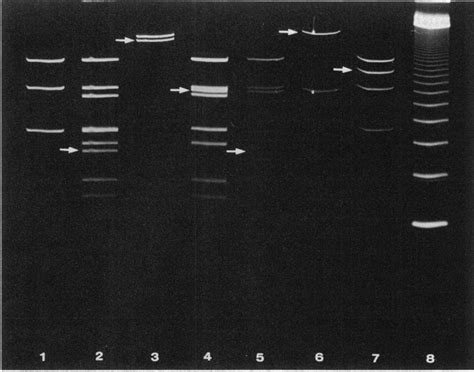 Ecori Taqi Digests Of Puc8 22 And Puc8 12 Plasmid 1 Ug Was Cut With