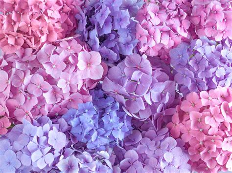 Colorful Hydrangeas Wallpaper