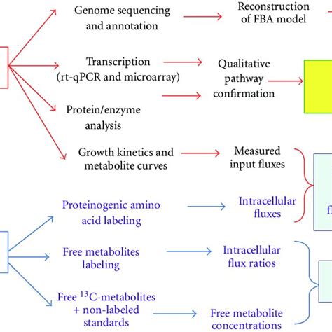 Recent Application Of Fluxomics Of Nonmodel Microbes To Bioproduct