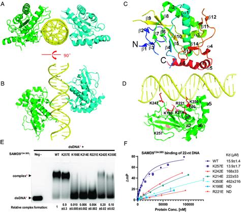 The Structure And Molecular Basis Of Dna Binding By Samd9 156 385 A