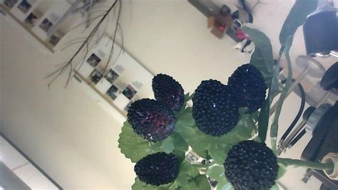 Raspberry Detection Object Detection Model By Raspberry Project