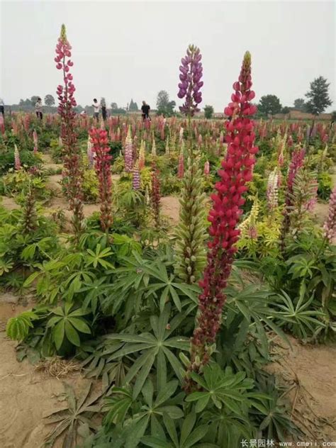 羽扇豆种子最新羽扇豆种子 价格 图片 种植技术 江苏长景园林