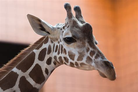 キリンにまつわる驚きの数 アマナとひらく自然科学のトビラ NATURE SCIENCE