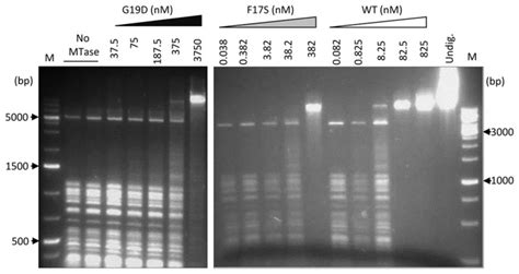 Lambda Phage DNA Was Incubated With Different Concentrations Of WT And Download Scientific