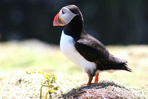 Puffin