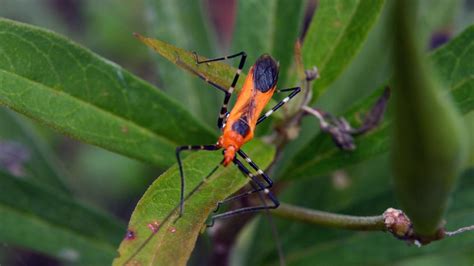 Assassin Bugs University Of Maryland Extension