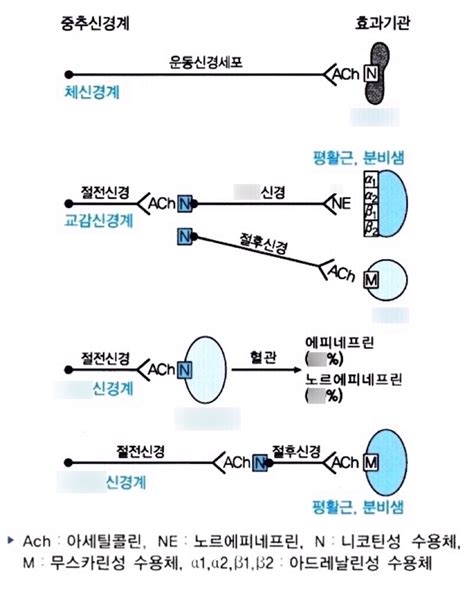 원심성뉴런 Diagram Quizlet