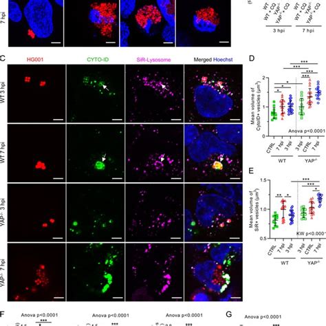 Yap Transcriptional Activity Inhibits Intracellular Staphylococcus