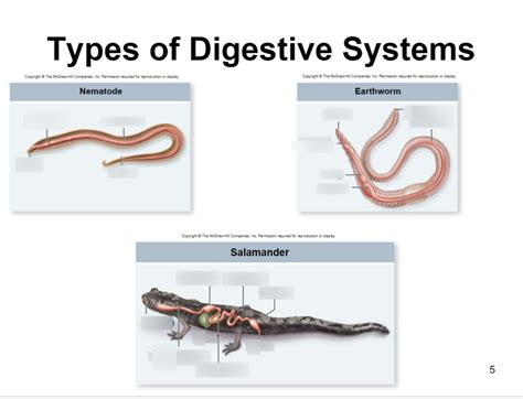 Bio 202 Digestion Intro Types Of Digestive Systems Diagram Quizlet