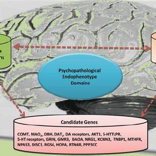 4 A Triangular Design For Genetic And Endophenotype Researches And Download Scientific Diagram