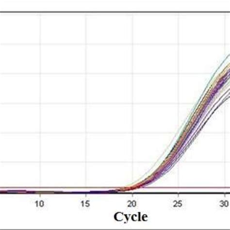 Amplification Plots Of A Mir 122a Gene By Rt Qpcr Download