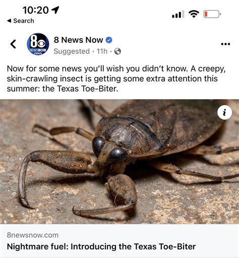 Nick Is So Famous Scientists Named A Bug After Him Rnmpx