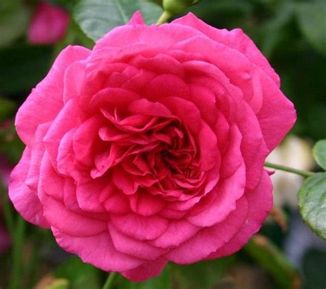 Купить саженцы садовых роз лилии хрихантемы декоративные многолетники Осень 2019