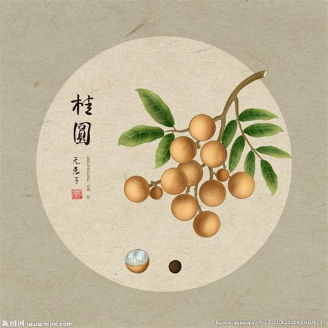 手绘桂圆设计图 PSD分层素材 PSD分层素材 设计图库 昵图网
