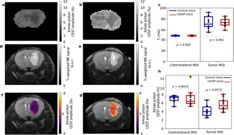 In Vivo Imaging Of The Rdlrp Ab Amide Proton Cest Amplitude Maps Of Download Scientific