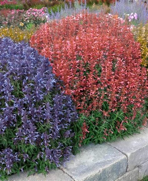 3 Pc Rainbow Hummingbird Mint Plants Pink Pampas Grass Mint Plants
