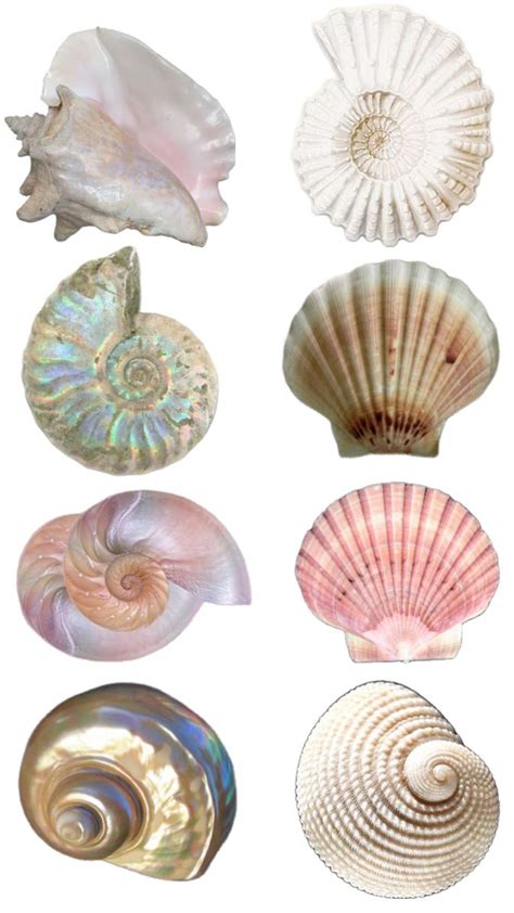 𝒮𝒽ℯ𝓁𝓁𝓈 ракушки ♡₊˚ 🐚・₊ в 2025 г Картины Ракушки Стикер арт