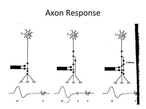 Late Responses F Wave And Hreflex Ppt