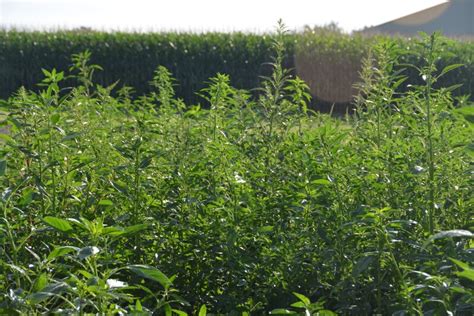 Artificial Intelligence Joins The Fight Against Weeds Insects And Disease Agweb