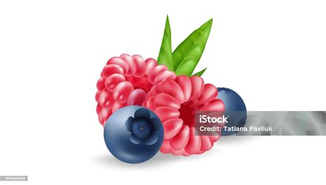 블루베리와 라즈베리의 육즙이 많은 사실적인 베리 컬렉션 신선하고 유기농 과일은 3d 벡터 그림으로 그려져 있다 건강 및 식품