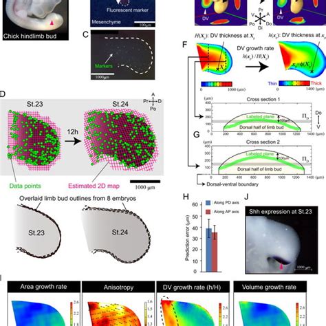 Characterization Of Tissue Deformation Dynamics A Global Organ Download Scientific Diagram
