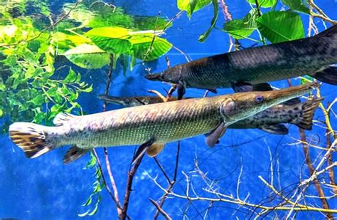 Alligator Gar Description Habitat Image Diet And Interesting Facts