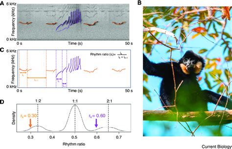 An Overview Of How Researchers Measure Interonset Intervals And Rhythm