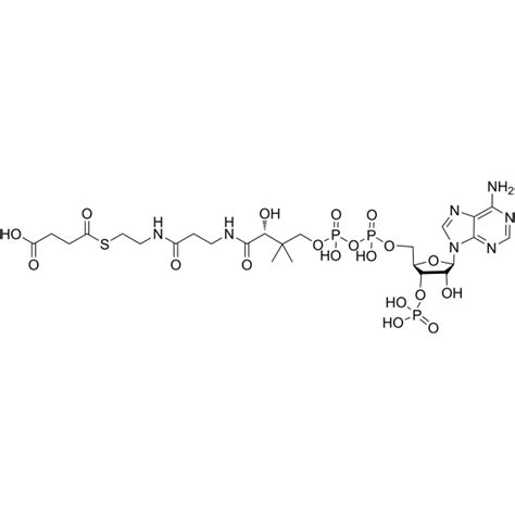 Succinyl Coa Succinyl Coenzyme A Endogenous Metabolite Medchemexpress
