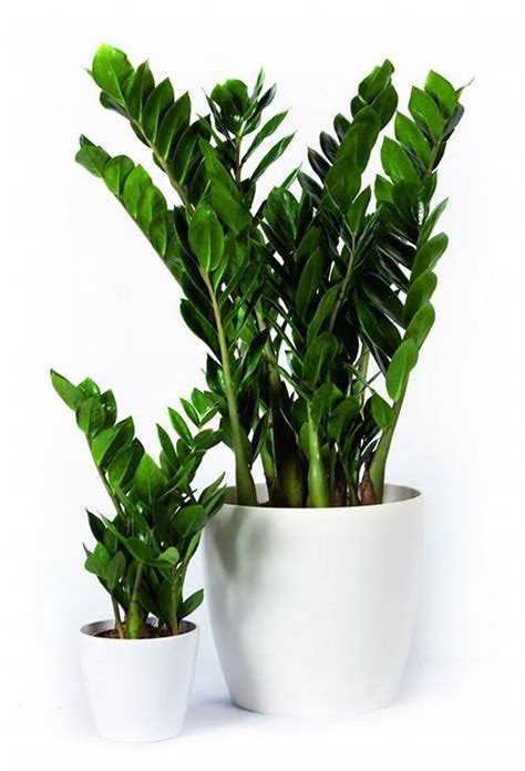 Zamioculcas Zamiifolia Terra Garden