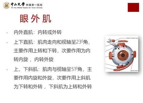 细说眼科学 基础知识 知乎
