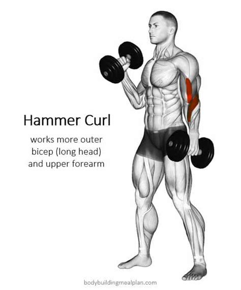 What Muscles Does The Bicep Curl Work