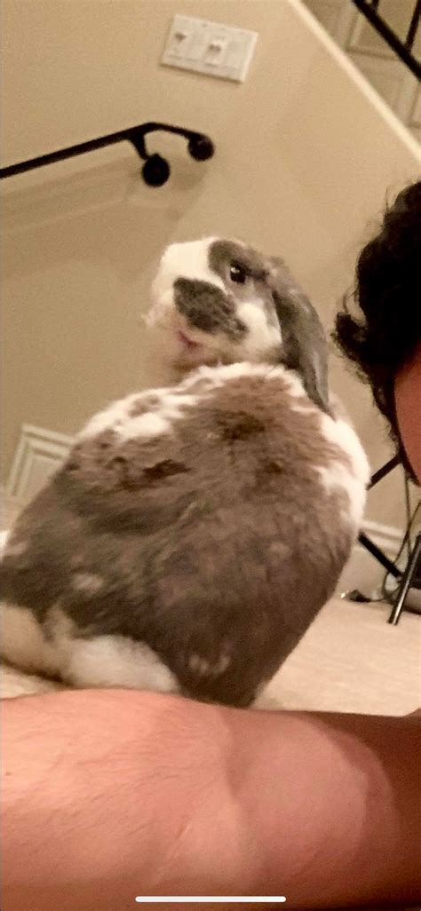 Bini The Bunny Home Facebook