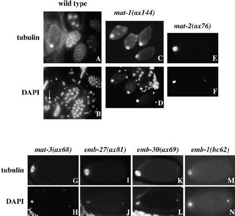 Tubulin And Dapi Localization In One Cell Arrested Mat Embryos