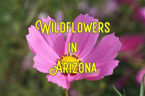 53 Common Wildflowers In Arizona Pictures And Identification