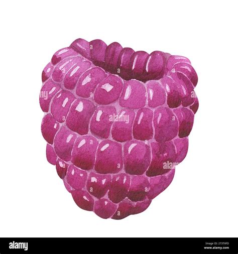 Red Sweet Raspberry Green Leaves Decor For Sweets Botanical Food Clipart Hand Drawn