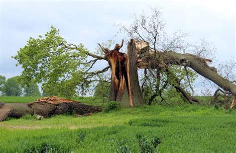 How To Identify A Dangerous Tree Five Star Tree Services